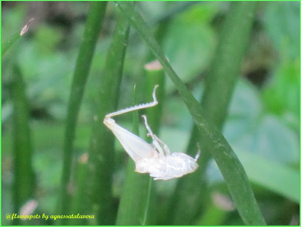 Grasshopper (Molted Exoskeleton) | Project Noah