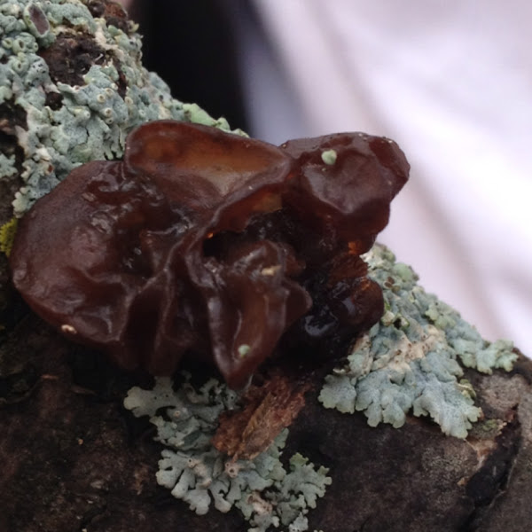 Witches butter/brown jelly mushroom | Project Noah