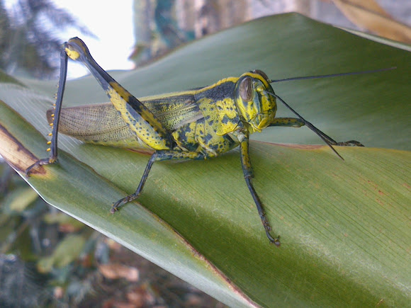 Short-Horned Grasshopper | Project Noah