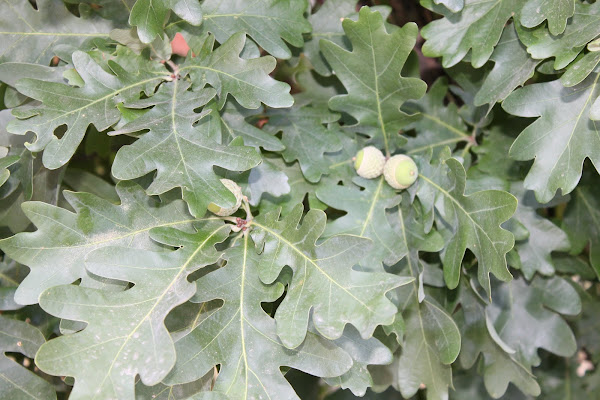 crimson spire oak | Project Noah