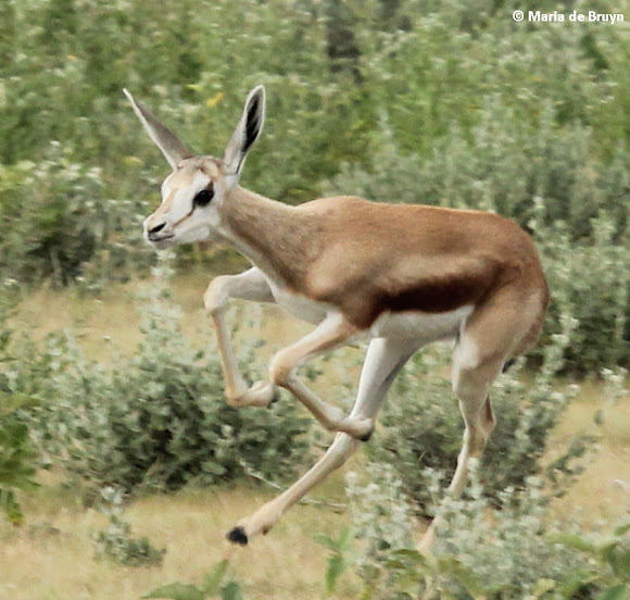 Springbok | Project Noah