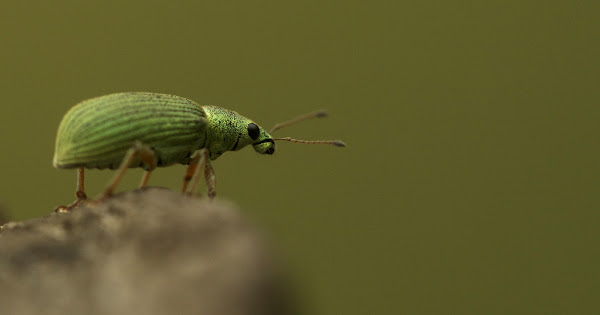 Pale Green Weevil | Project Noah