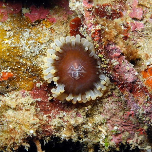 Corallimorpharian | Project Noah