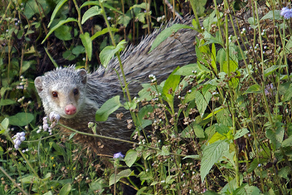 Crab-eating Mongoose | Project Noah