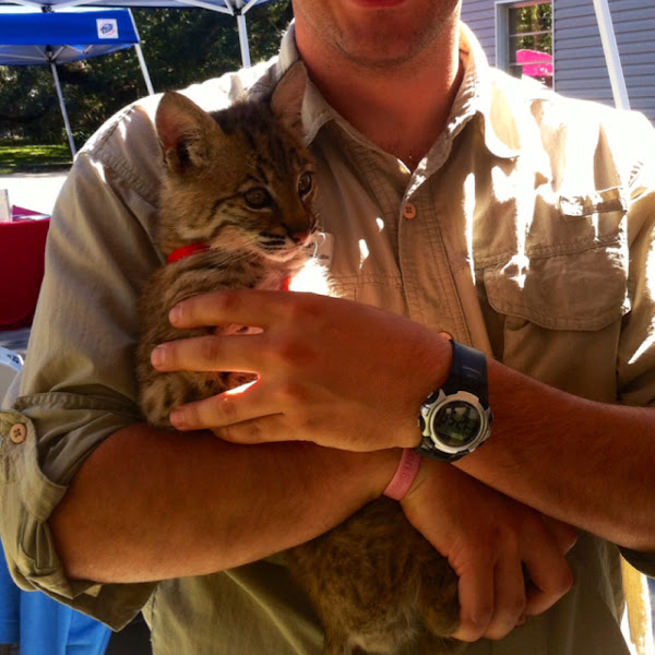 Bobcat | Project Noah