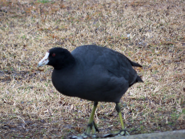 American Coot | Project Noah