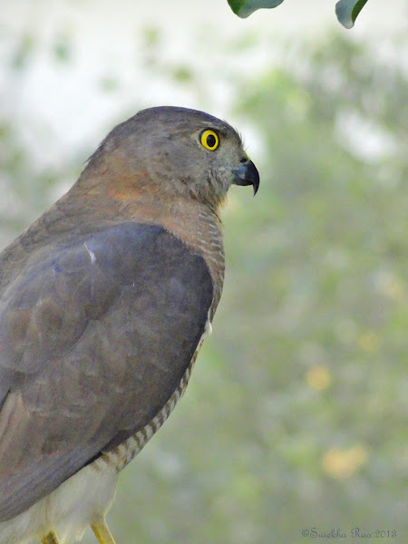 Little Banded Goshawk or Shikra | Project Noah
