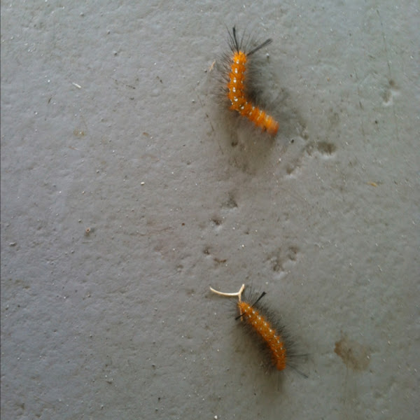 Spotted Oleander Caterpillar | Project Noah