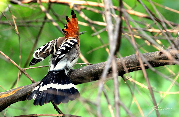 common hoopoe | Project Noah
