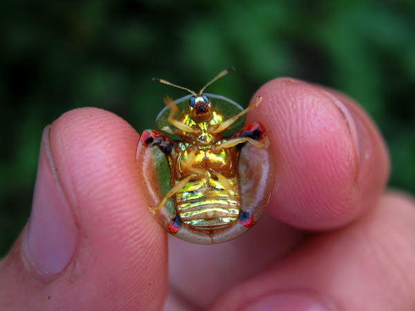 Asian Golden Tortoise Beetle | Project Noah