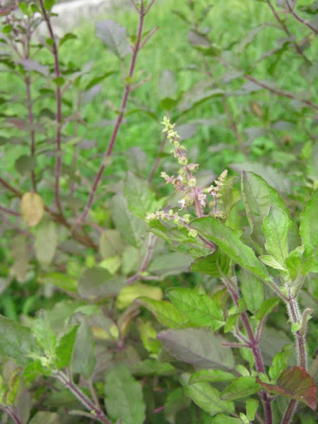 Holy Basil | Project Noah