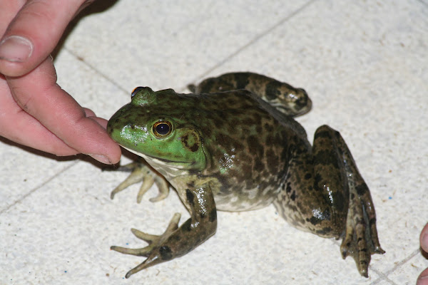 Pig Frog | Project Noah