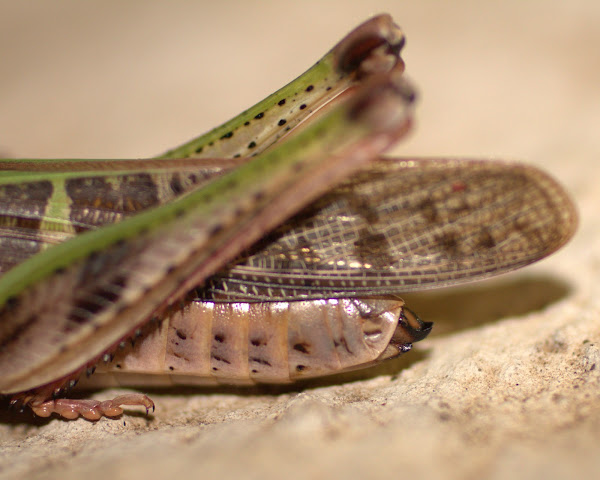 Locust | Project Noah