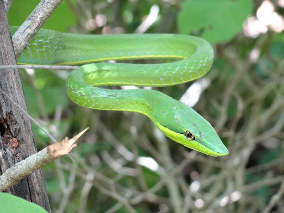 Chicotera | Project Noah