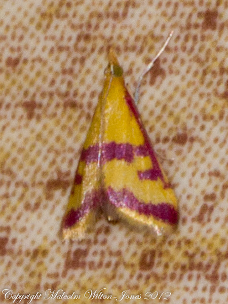 Scarce Crimson and Gold Moth | Project Noah