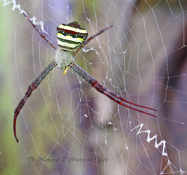 St. Andrew's Cross Spider | Project Noah