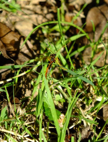 Ichneumon Wasp Project Noah