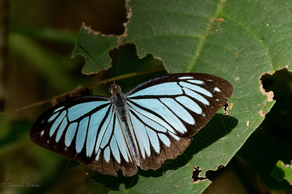 Common wanderer | Project Noah