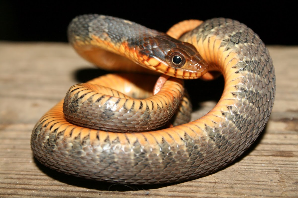 Red Bellied Water Snake | Project Noah