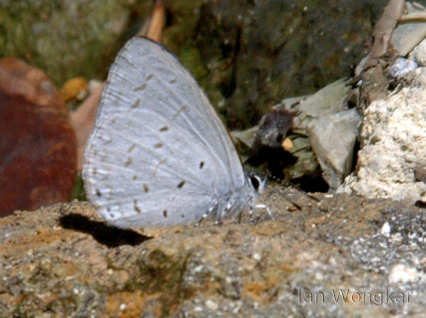 Gossamer-winged butterflies | Project Noah