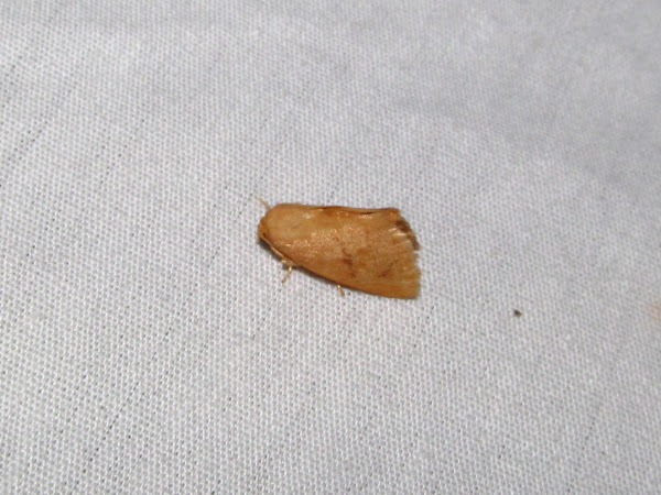 Inverted Slug Moth | Project Noah