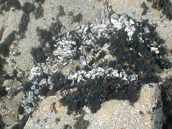 starfish | Project Noah