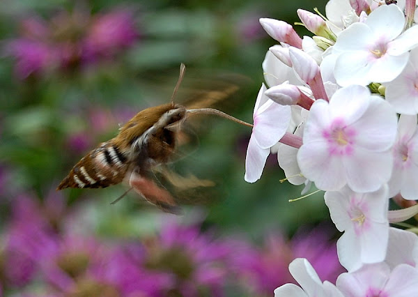 Galium Sphinx Moth | Project Noah