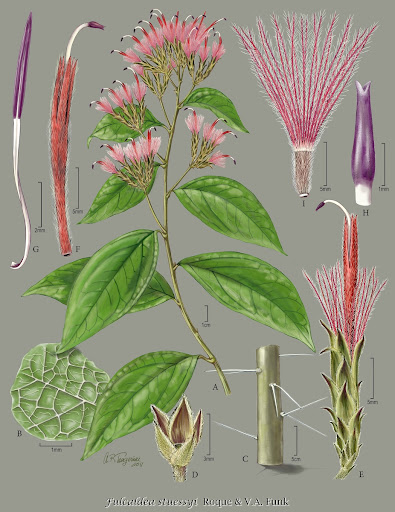 Fulcaldea stuessyi - Alice Tangerini — Google Arts & Culture