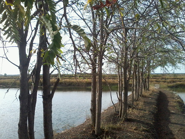 Tamarind | Project Noah