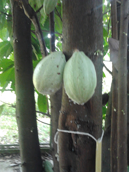 Cacao Tree | Project Noah