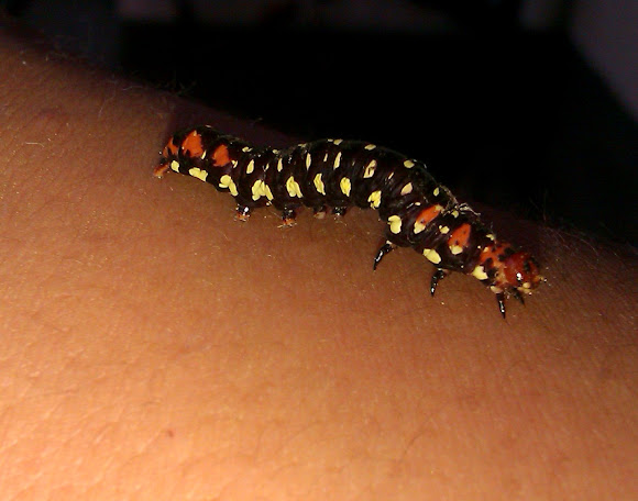 Lily moth caterpillar | Project Noah