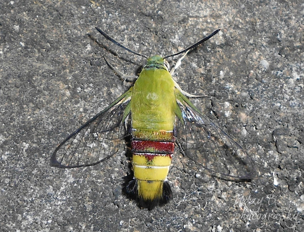 Coffee/Bee Hawk Moth | Project Noah