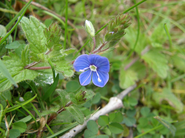 Brooklime | Project Noah