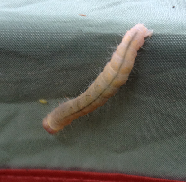 Afflicted Dagger Moth | Project Noah