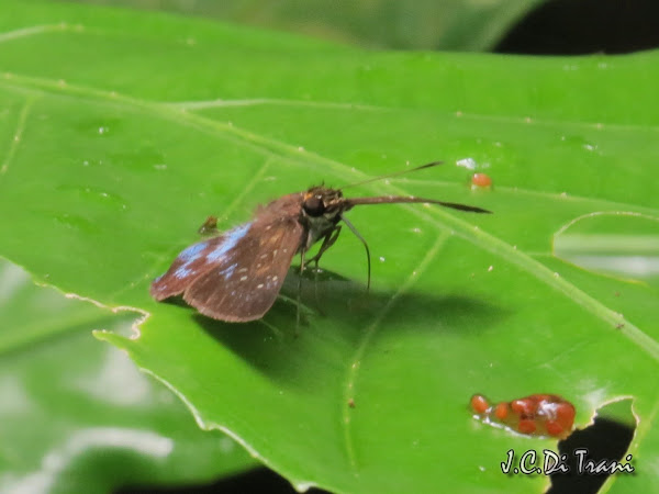 Blue Skipper | Project Noah
