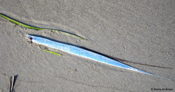 Atlantic cutlassfish | Project Noah