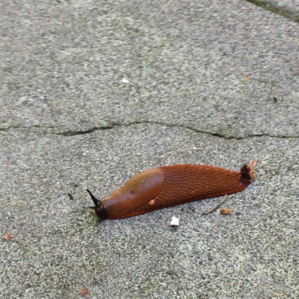 European Red Slug | Project Noah