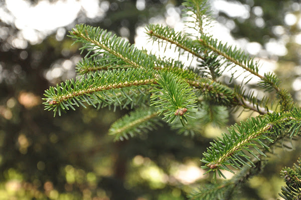 Weeping Silver Fir | Project Noah
