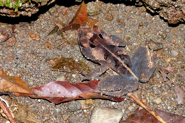 Wet Forest Toad | Project Noah