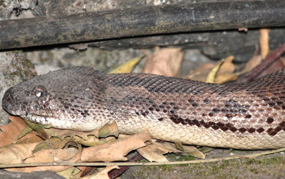 Common Indian Sand Boa | Project Noah