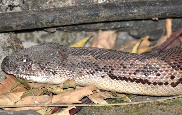 Common Indian Sand Boa | Project Noah