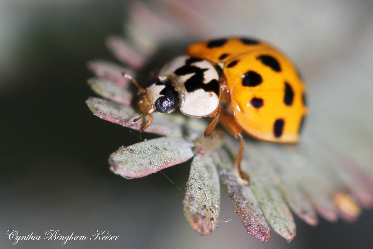 Multicolored Asian Lady Beetle | Project Noah