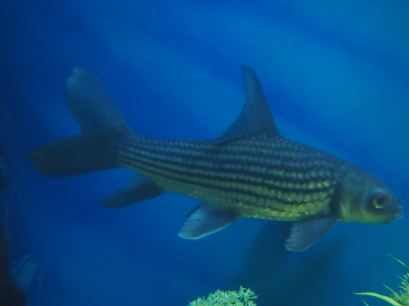 Jullien's golden carp | Project Noah