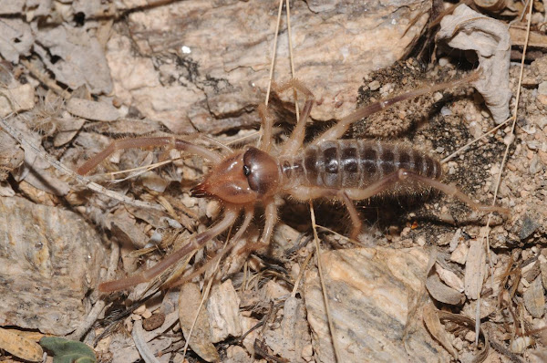 Windscorpion | Project Noah