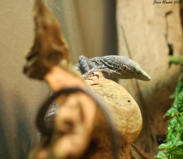 Blue Spotted Tree Monitor | Project Noah