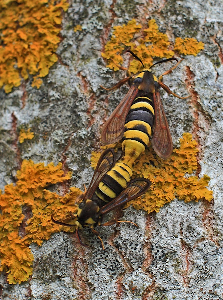 Hornet Moth | Project Noah