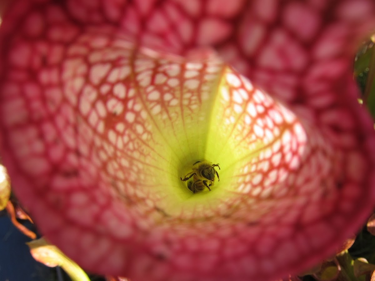 White Trumpet Pitcher Plants with Bee Inside | Project Noah