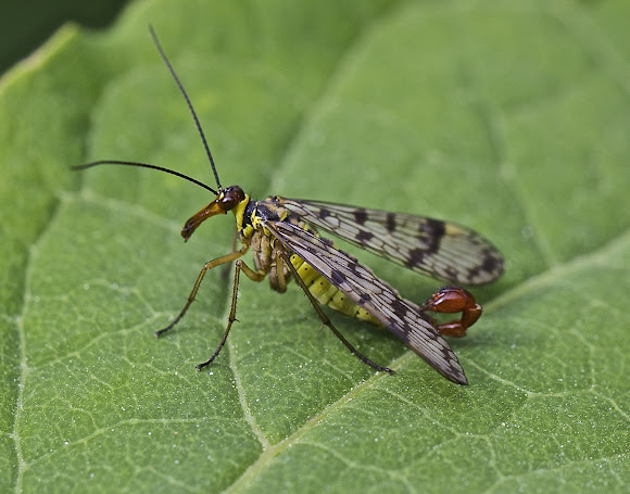 Common Scorpionfly | Project Noah