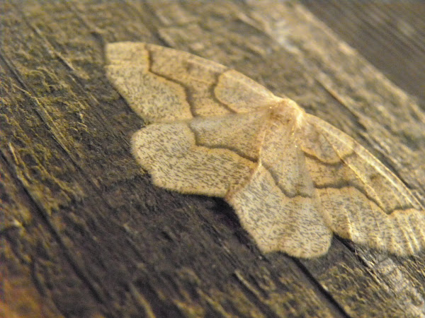 Hemlock Looper | Project Noah