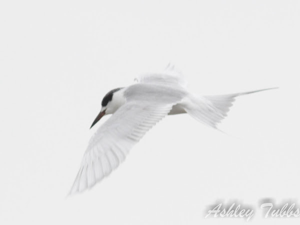 Least Tern | Project Noah